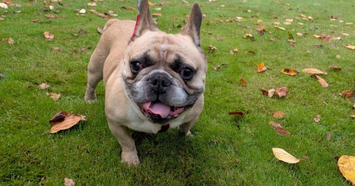 Grovehill Animal Trust makes heartfelt plea to help Dexter find a ...