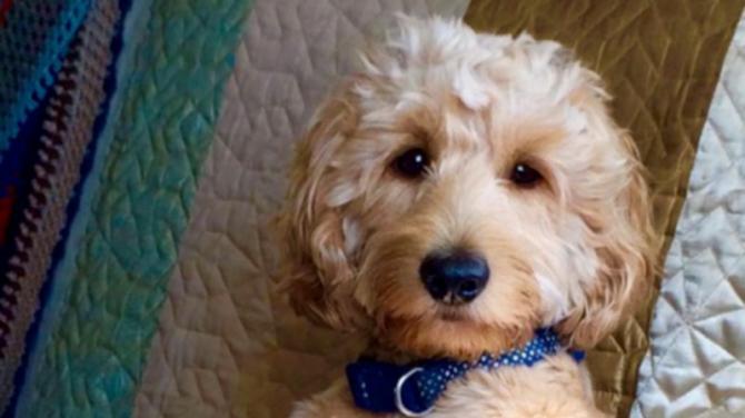 Video of cute Cockapoo who sits on sofa like a human goes viral ...